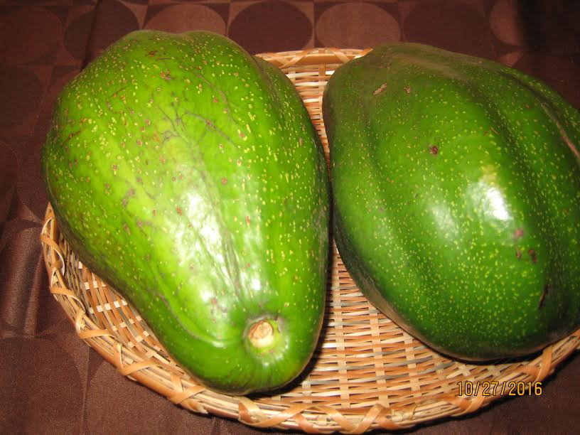 PHOTO OF THE DAY: Fresh avocado - Dominica News Online