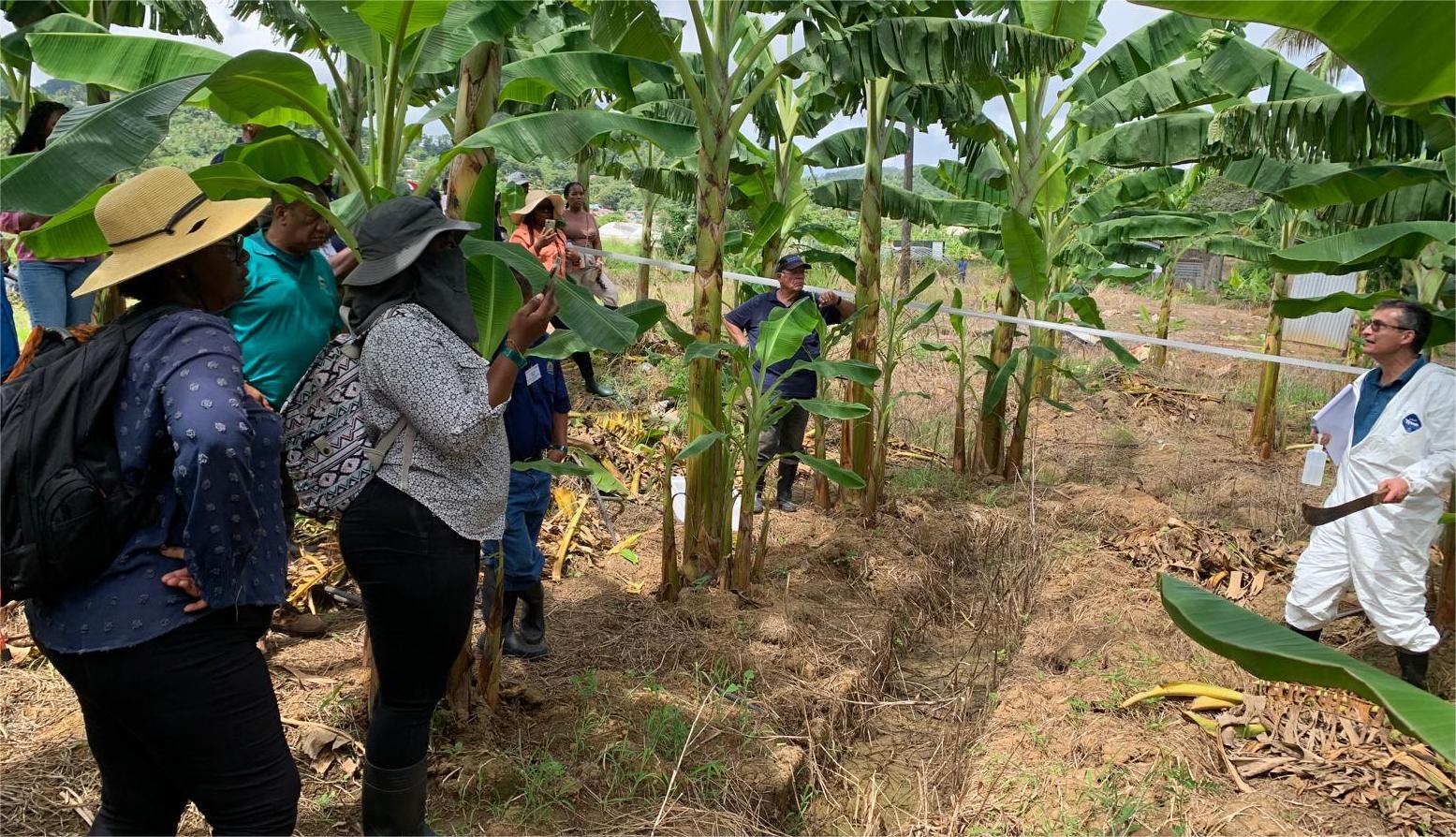 Dominica among Caribbean countries to benefit from crucial FAO ...