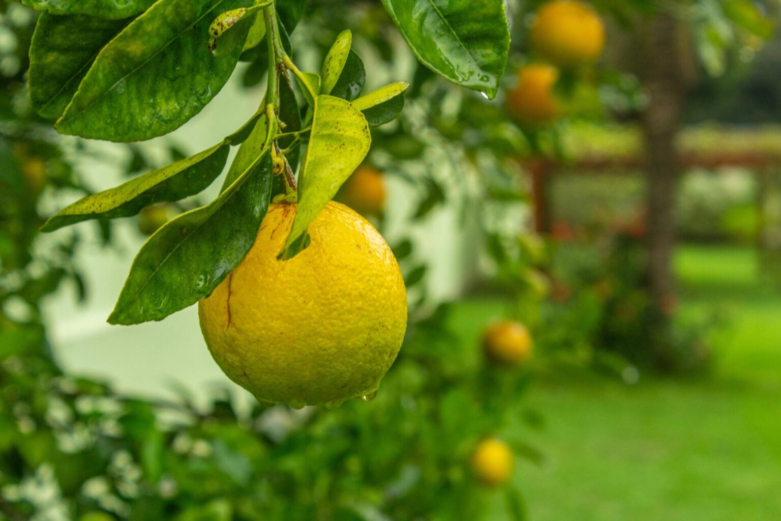 Agriculture ministry announces availability of subsidized citrus plants ...